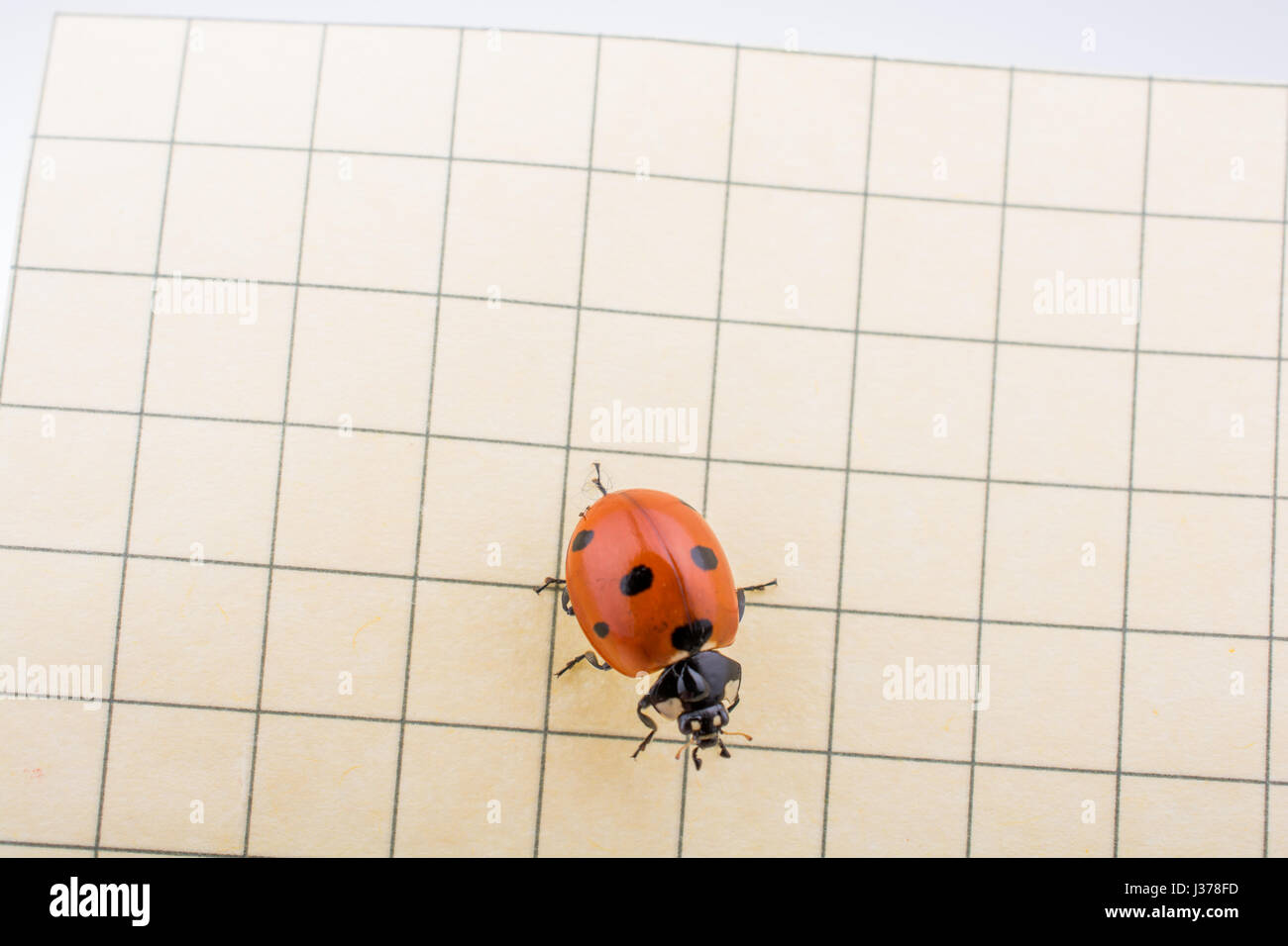Beautiful photo of red ladybug walking on paper Stock Photo - Alamy