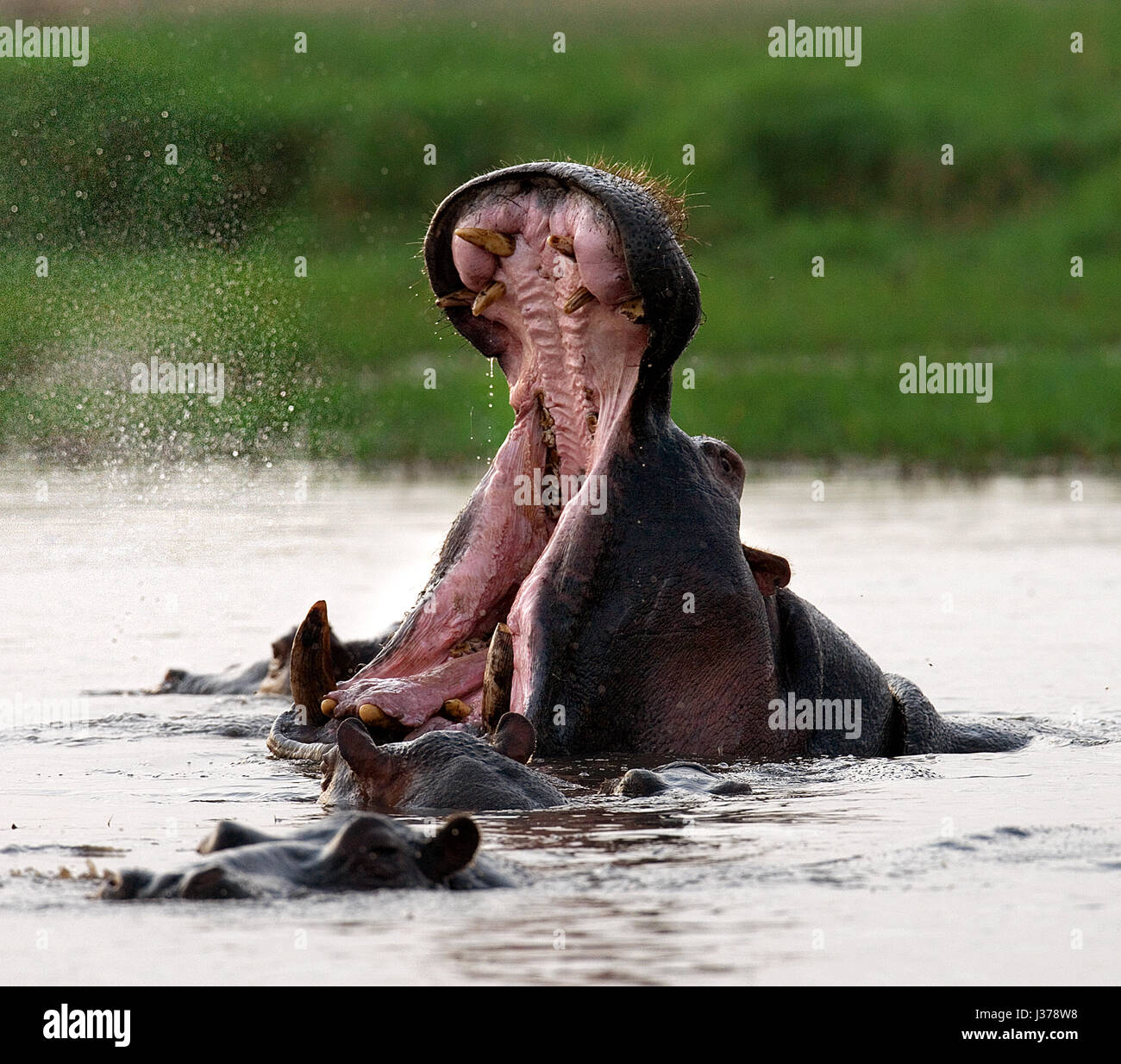 Hippo is sitting in the water, opening his mouth and yawning. Botswana ...