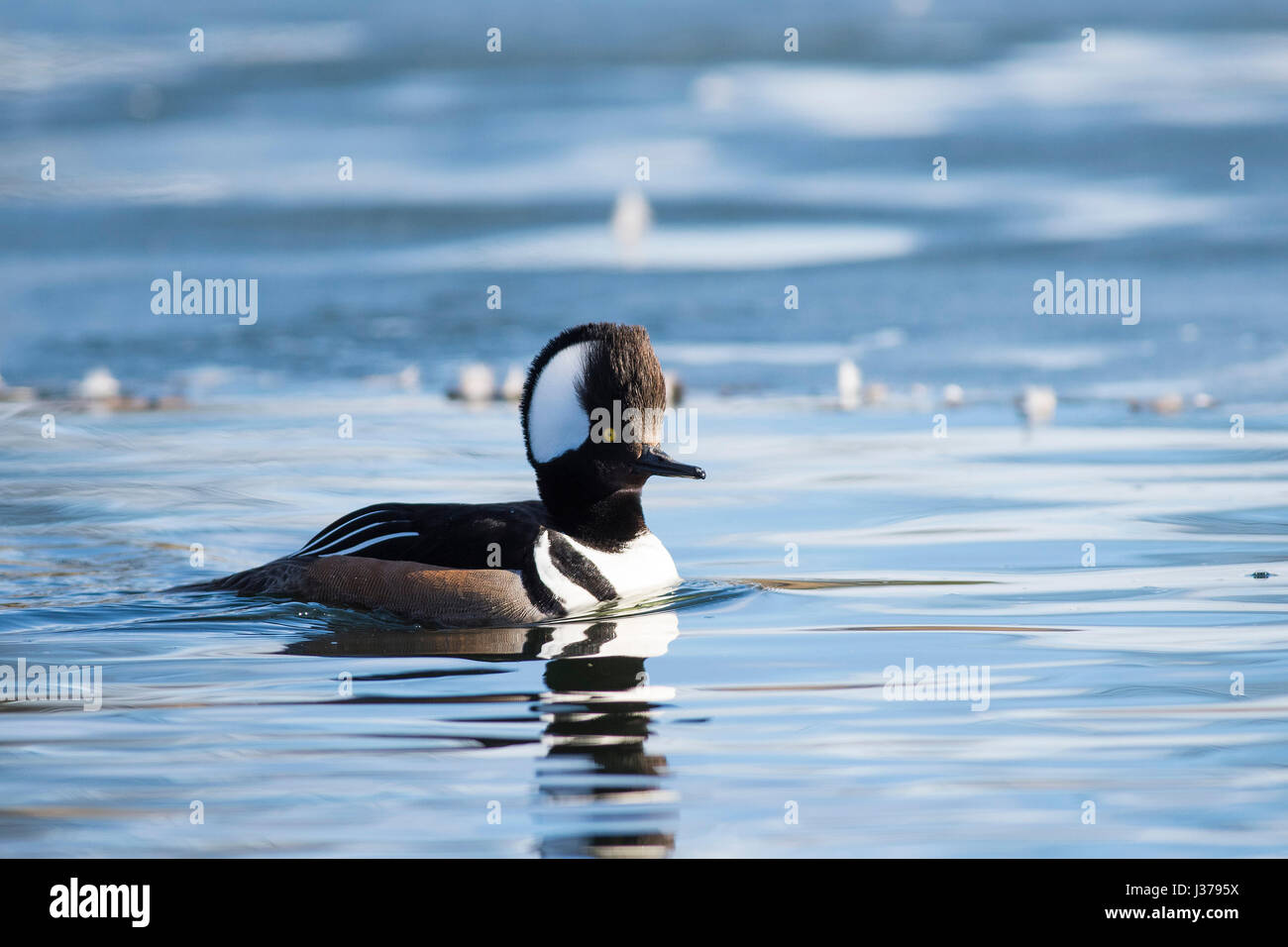 Hooded Mergansers in the spring in Minnesota Stock Photo - Alamy