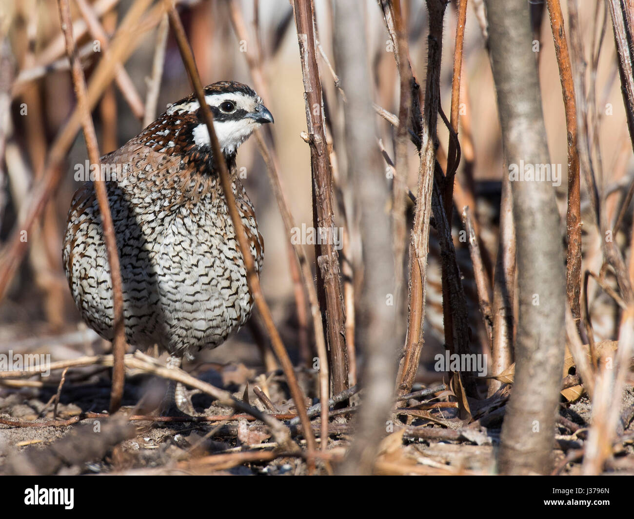 Male Bobwhite Quail Stock Photo - Alamy