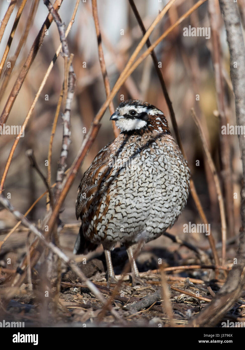 Male Bobwhite Quail Stock Photo - Alamy