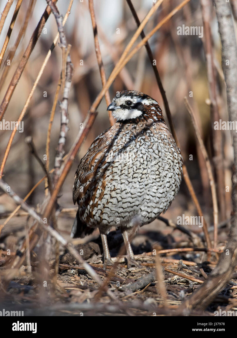 Male Bobwhite Quail Stock Photo - Alamy