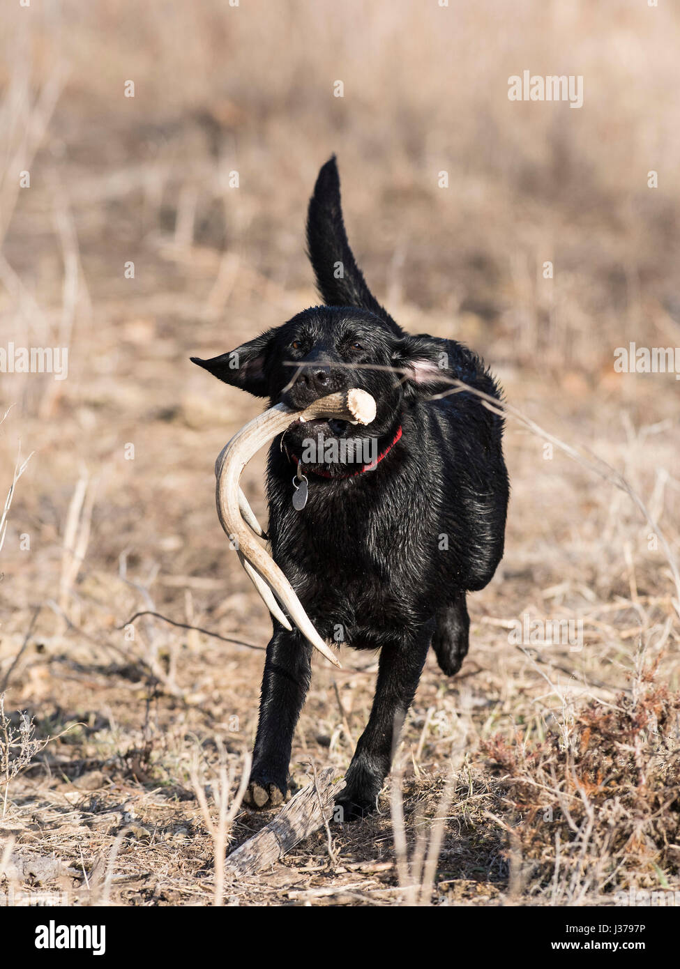 Black Lab hunting dog with a shed antler Stock Photo - Alamy