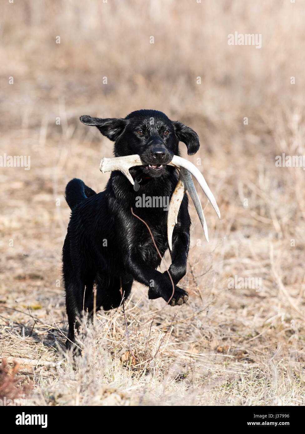 Black Lab hunting dog with a shed antler Stock Photo - Alamy