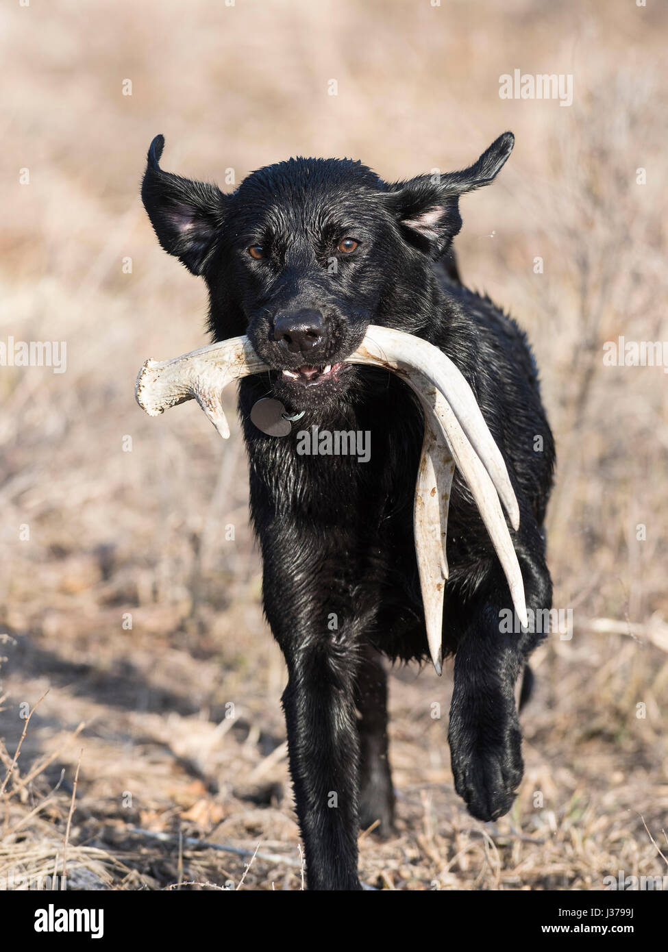 Black Lab hunting dog with a shed antler Stock Photo - Alamy
