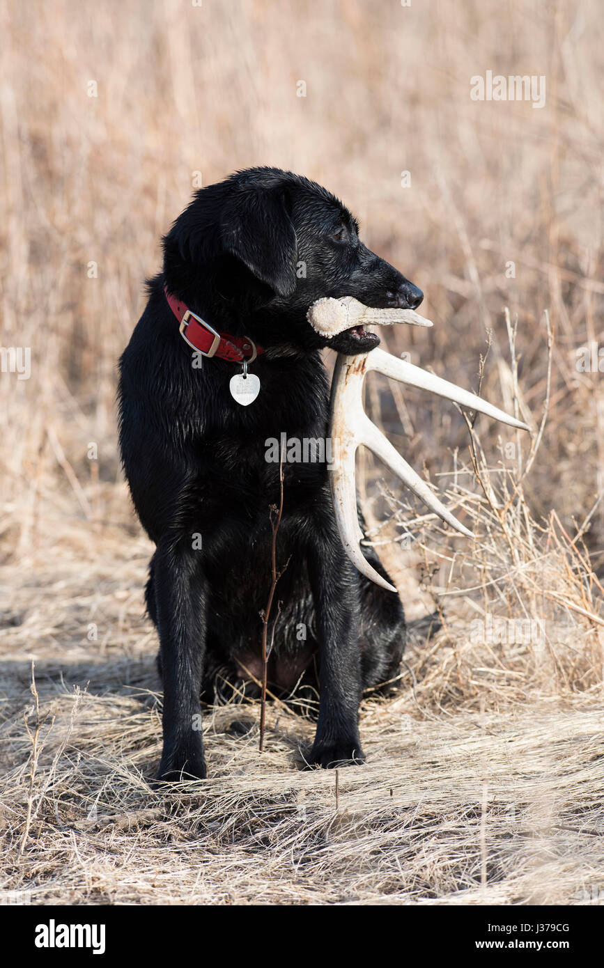 Black Lab hunting dog with a shed antler Stock Photo - Alamy