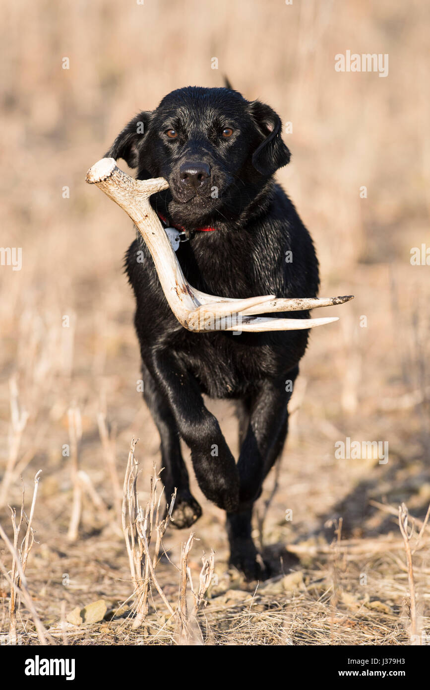 Black Lab hunting dog with a shed antler Stock Photo - Alamy
