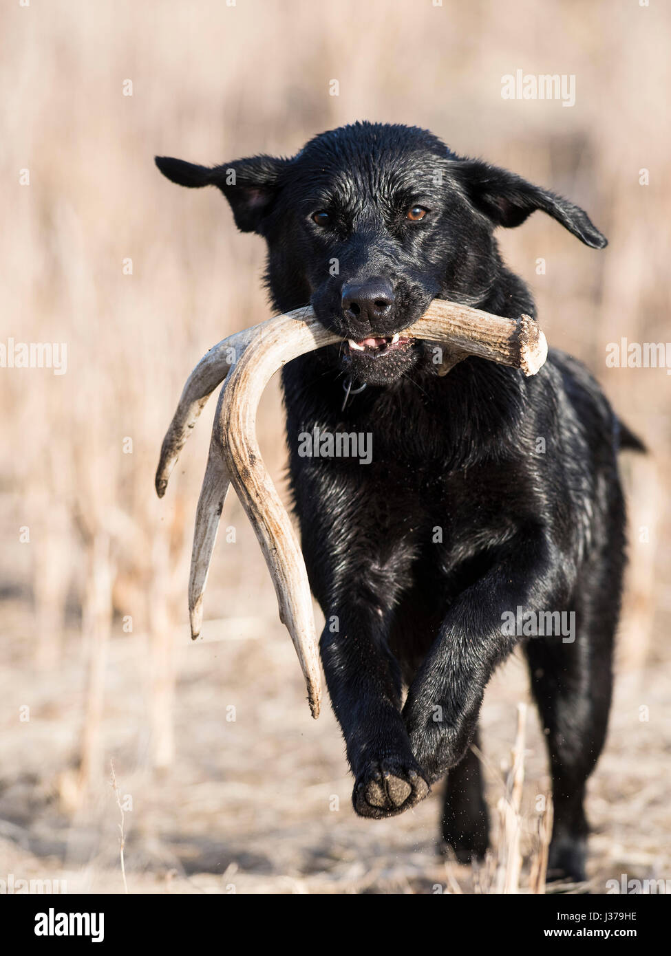 Black Lab hunting dog with a shed antler Stock Photo - Alamy