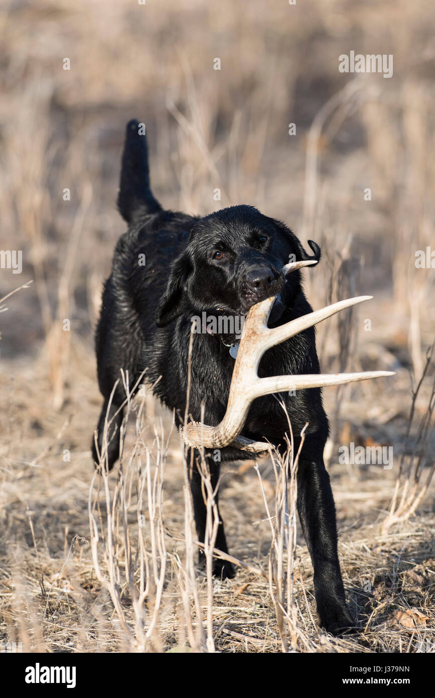 Black Lab hunting dog with a shed antler Stock Photo - Alamy