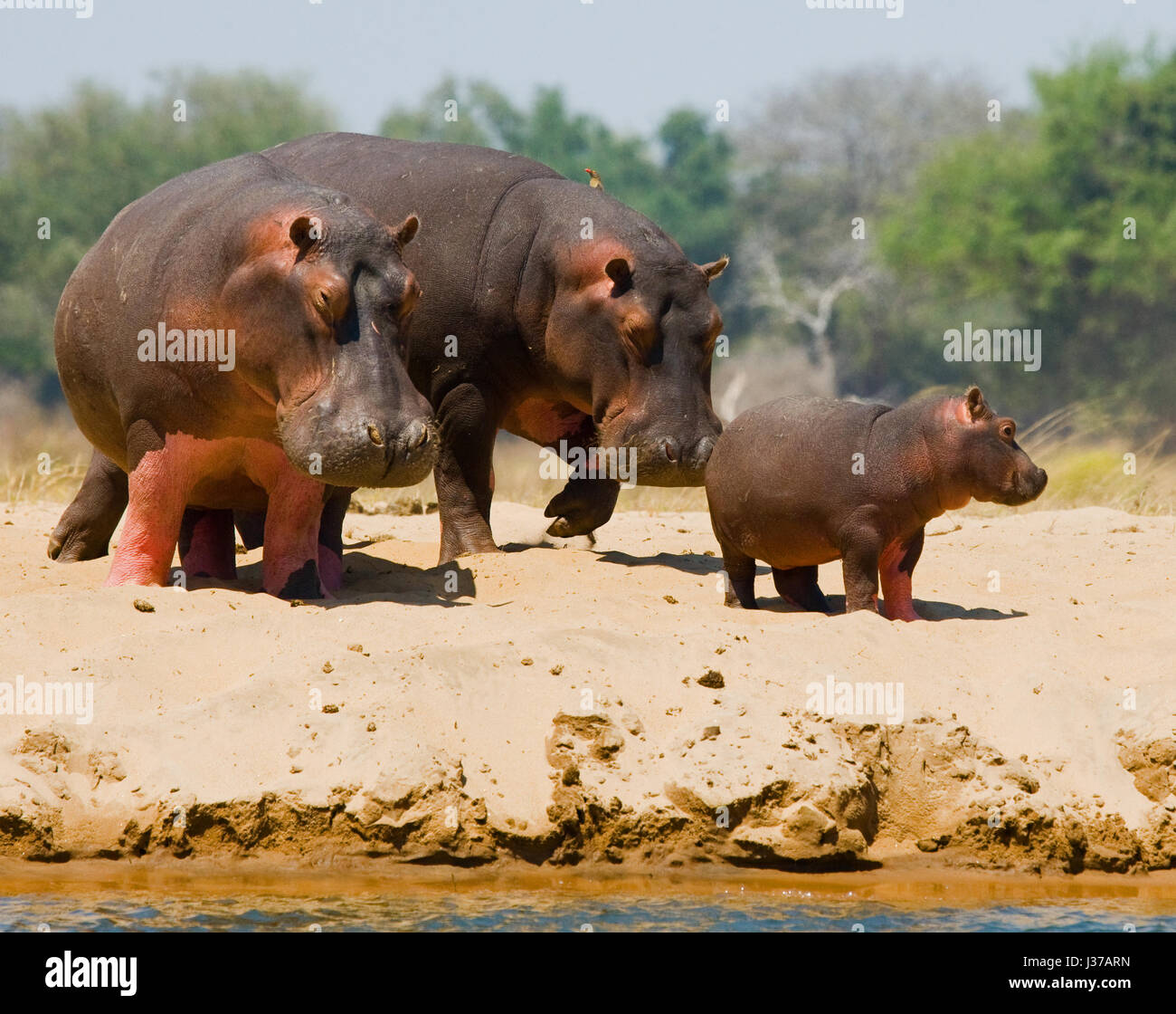 Group of hippos hi-res stock photography and images - Alamy