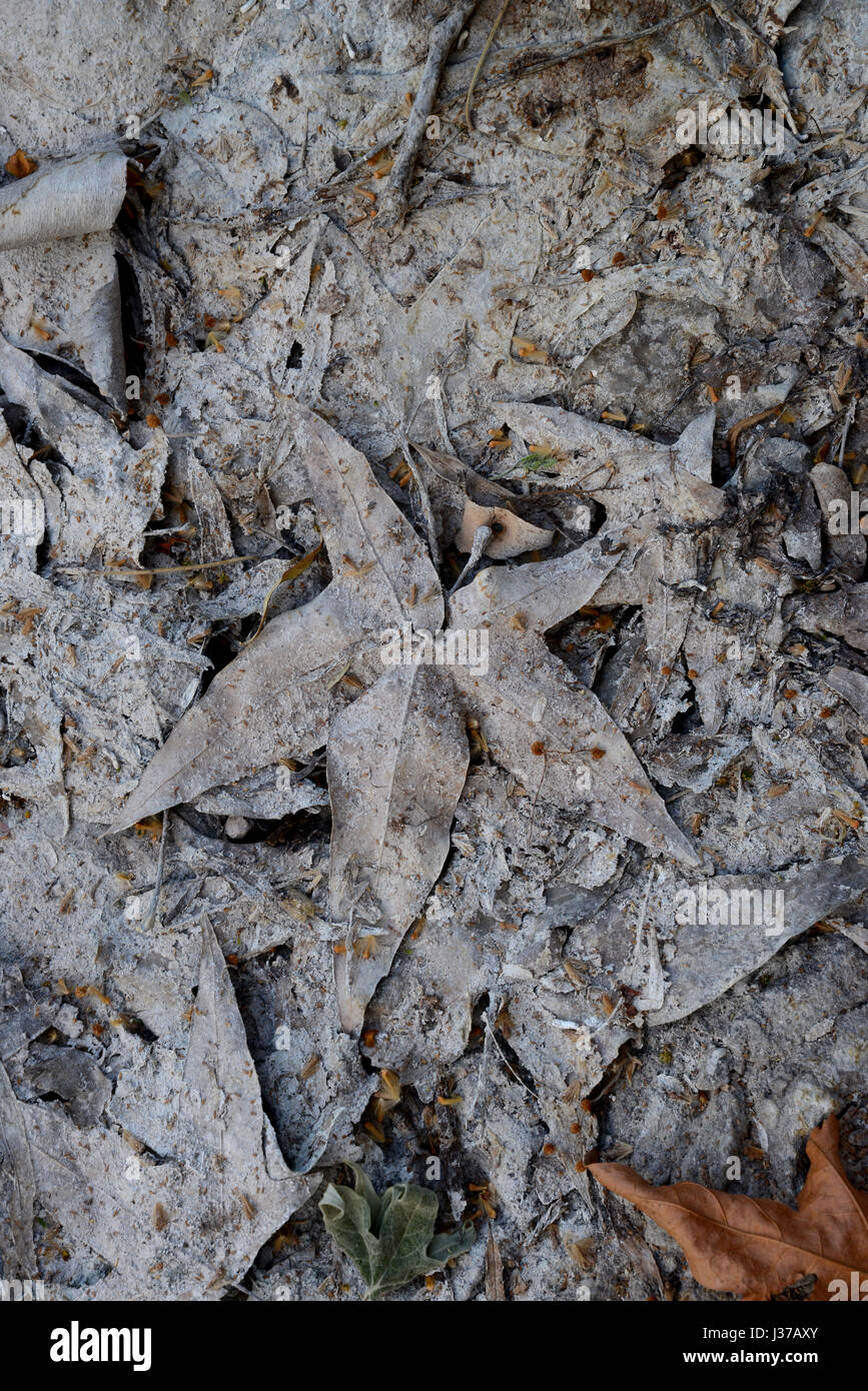 Mineral deposits remain on fallen leaves as seasonal tanks dry in the ...