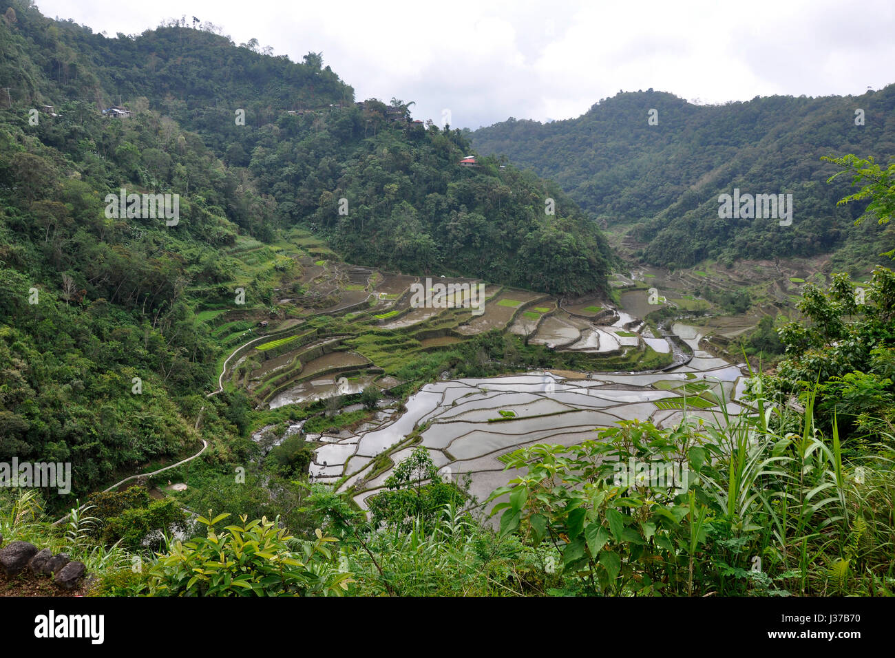 Philippines, Banaue rice fields Stock Photo - Alamy