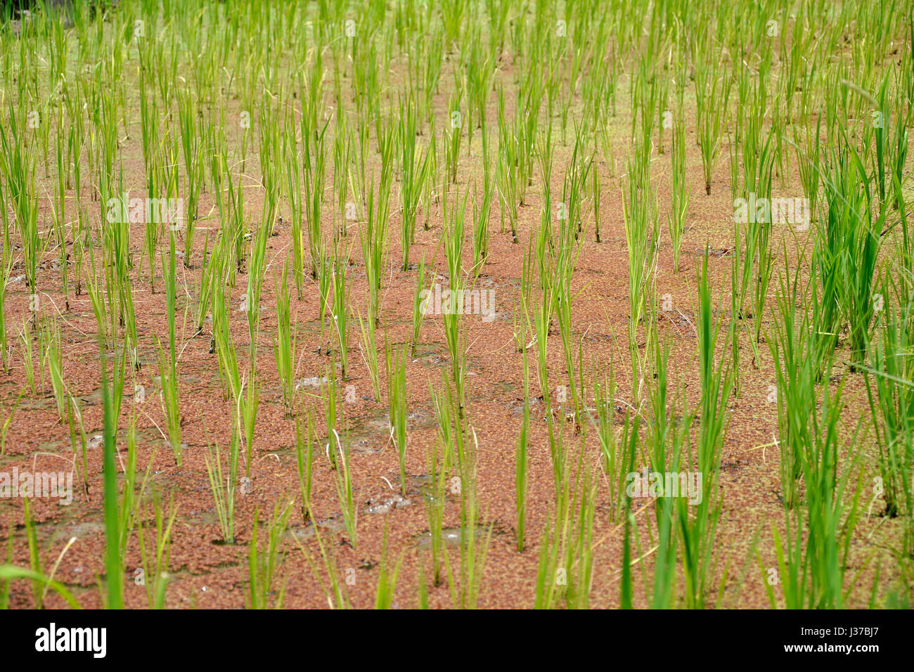 Philippines north region rice hi-res stock photography and images - Alamy