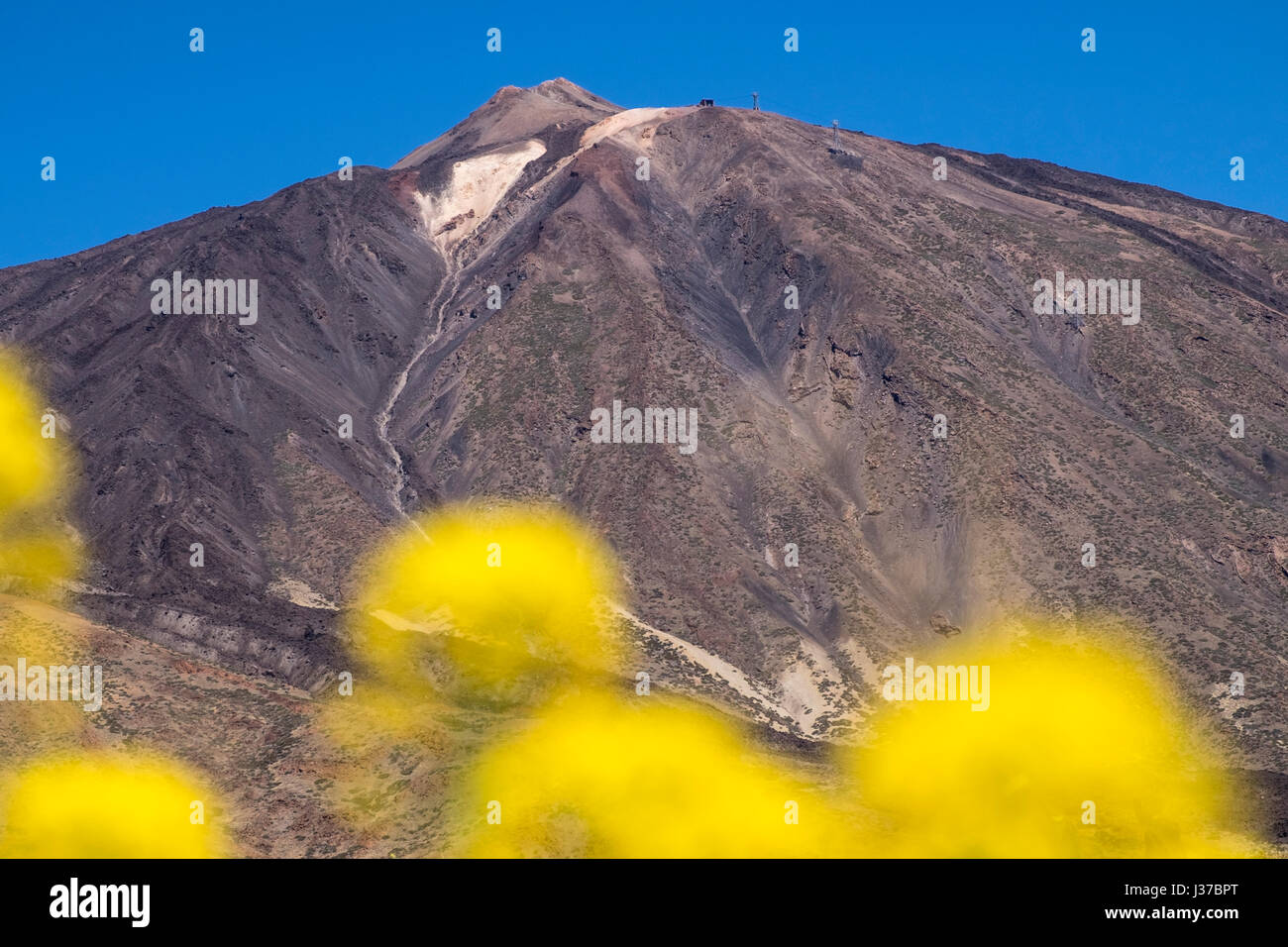 Teide national park flowers hi-res stock photography and images - Alamy
