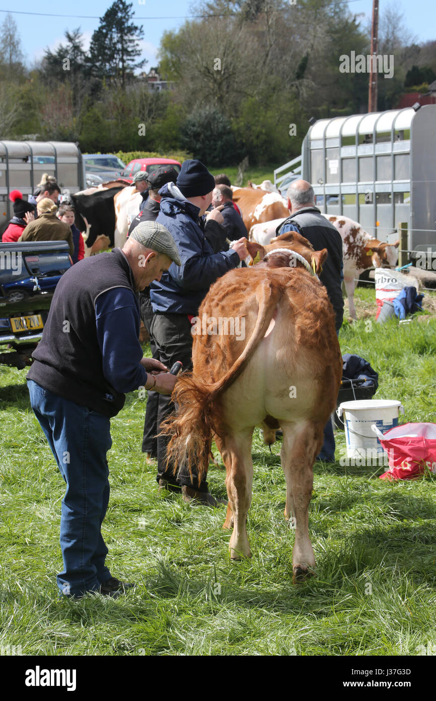 Cow Rear End Stock Photos & Cow Rear End Stock Images - Alamy