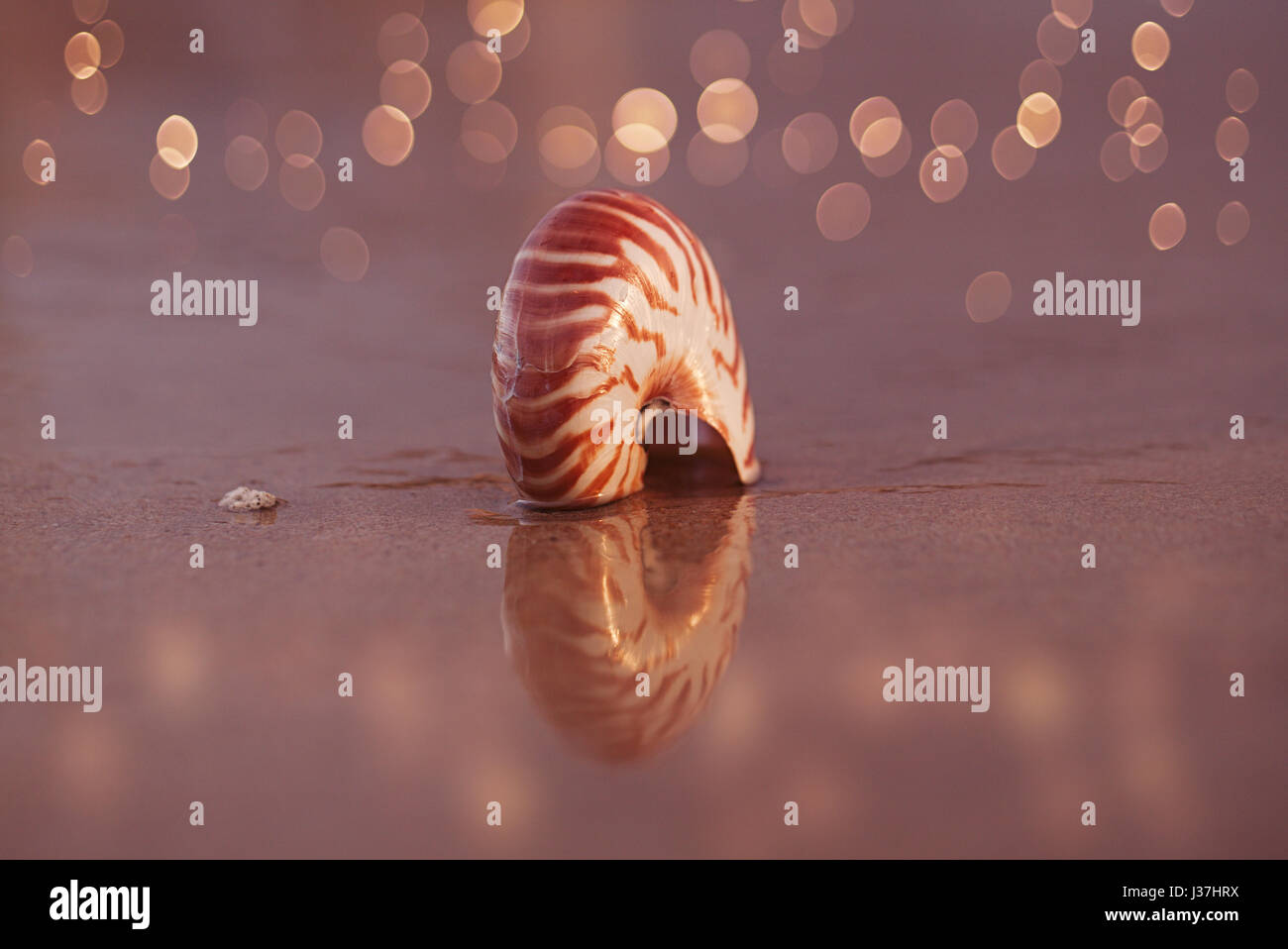 seashell nautilus on sea beach under sunset sun light, Canary island ...