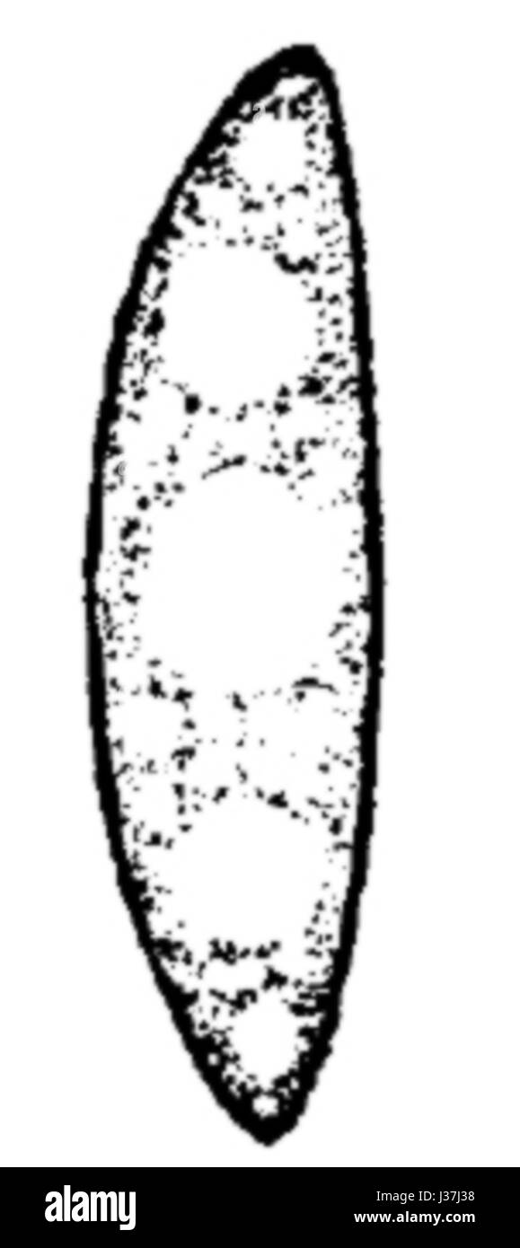 Chorioactis is a genus of fungi. This entry focuses on the spores of ...