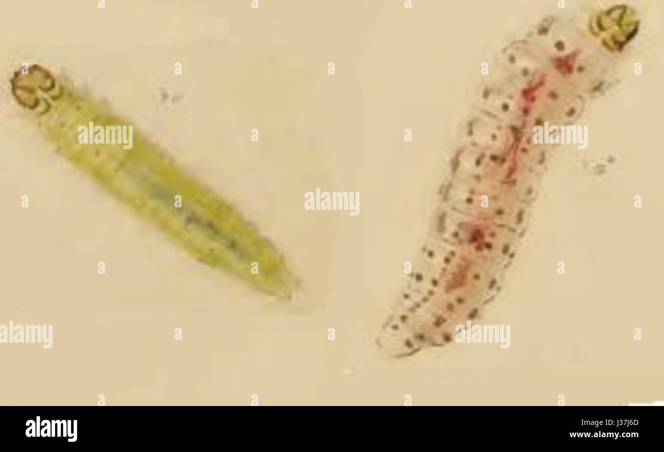 Chrysoesthia drurella larvae Stock Photo - Alamy