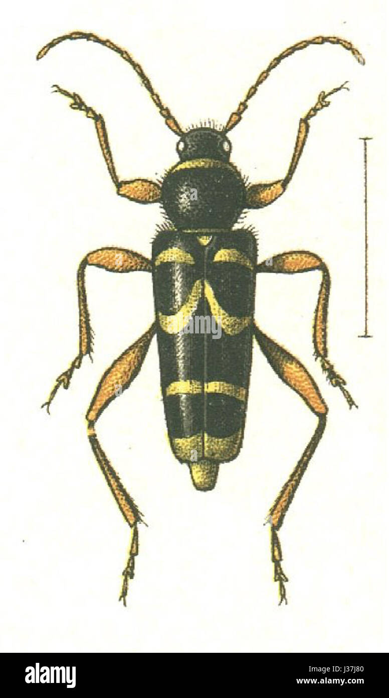 Clytus arietis Jacobson Stock Photo - Alamy