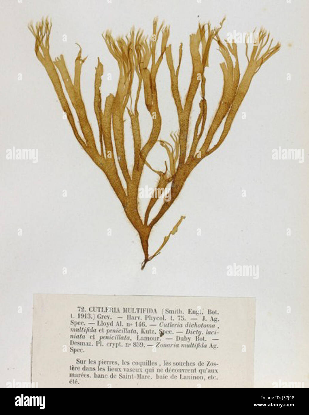 Cutleria multifida hi-res stock photography and images - Alamy