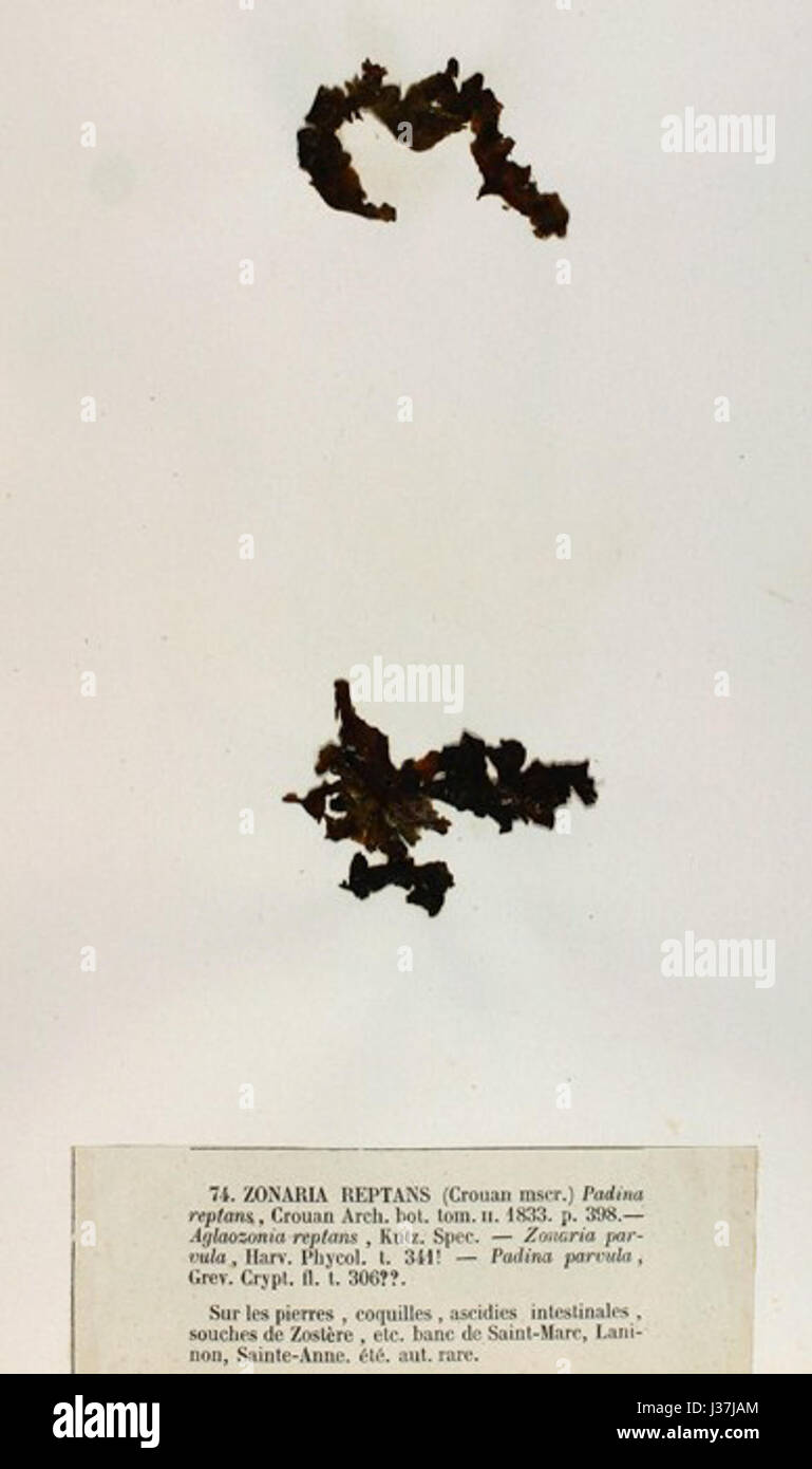 This file contains an illustration of Cutleria multifida, a species of ...