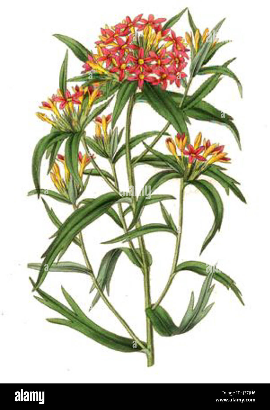 Native plant north america Cut Out Stock Images & Pictures - Alamy