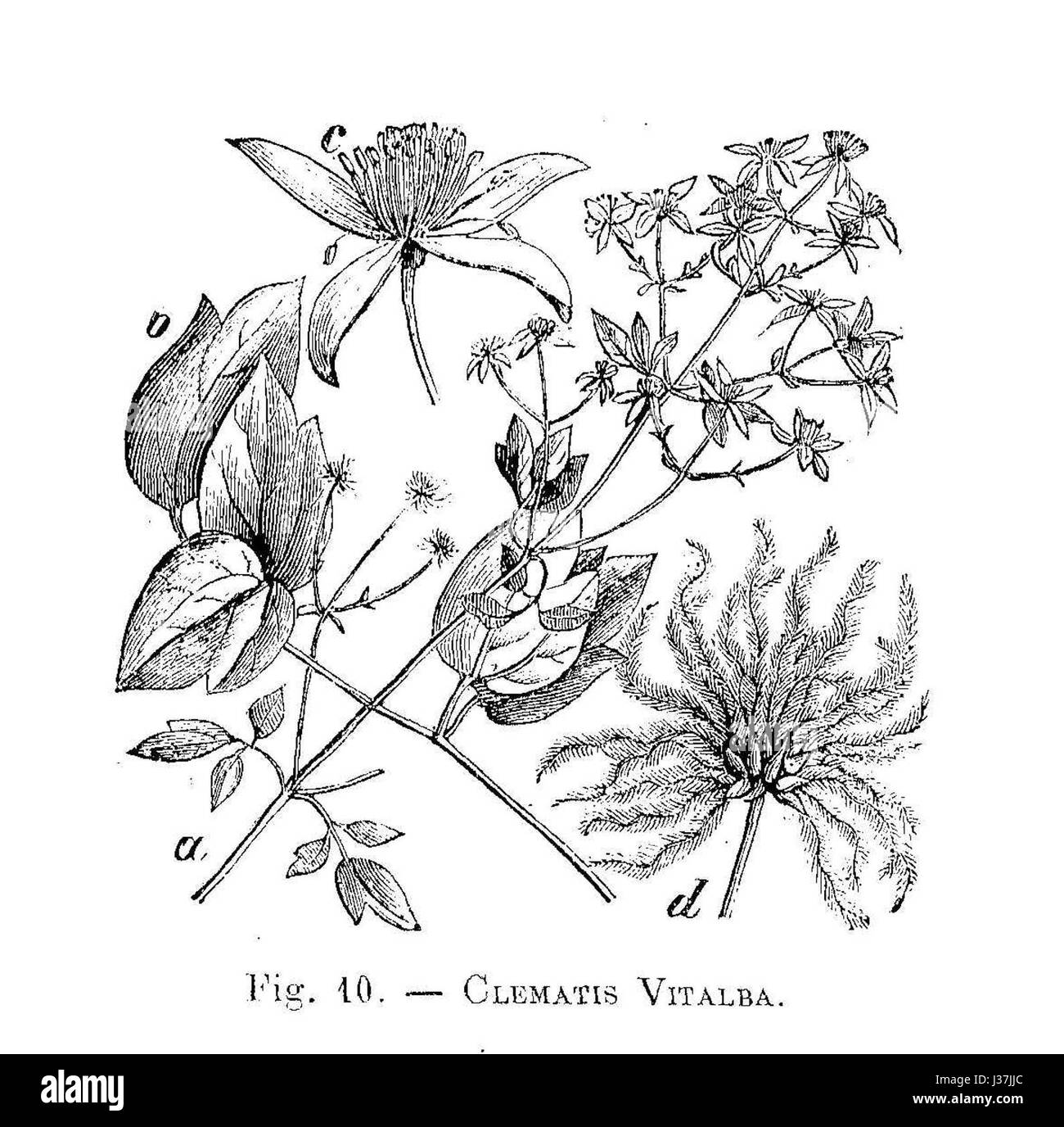 This drawing depicts Clematis vitalba, commonly known as old man's ...