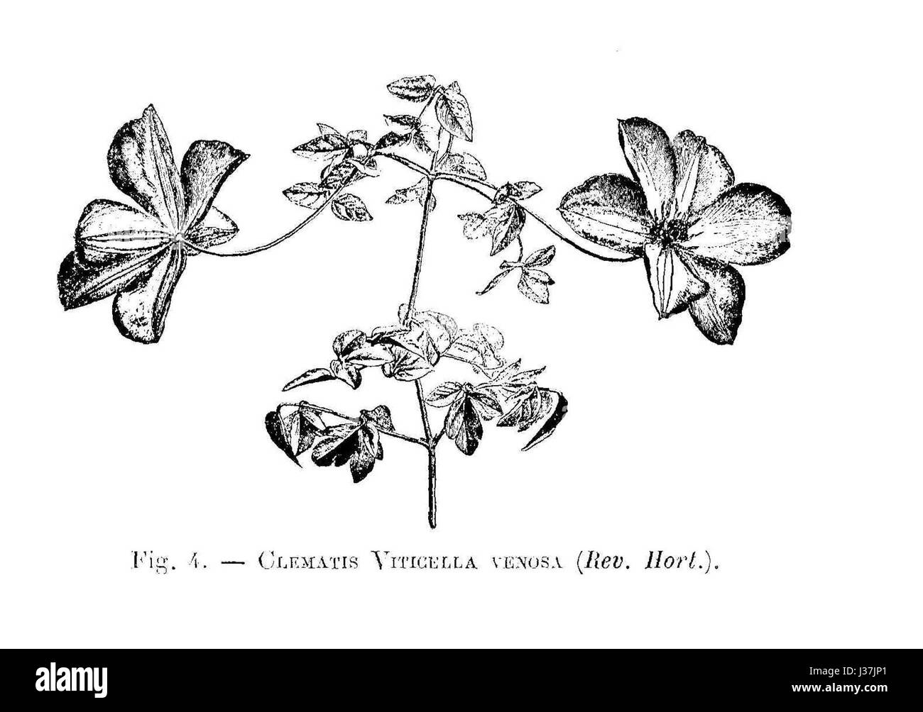 A botanical drawing of Clematis viticella venosa, a variety of clematis ...