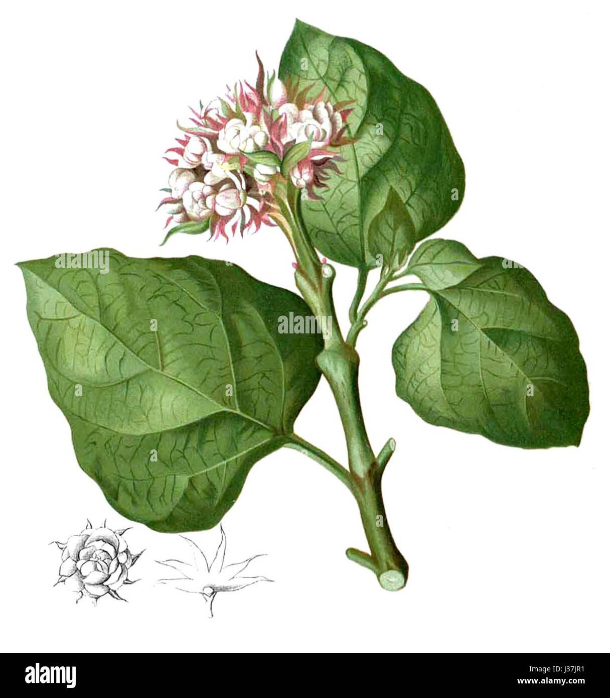 Clerodendrum chinense, commonly known as Chinese glory bower, is a ...