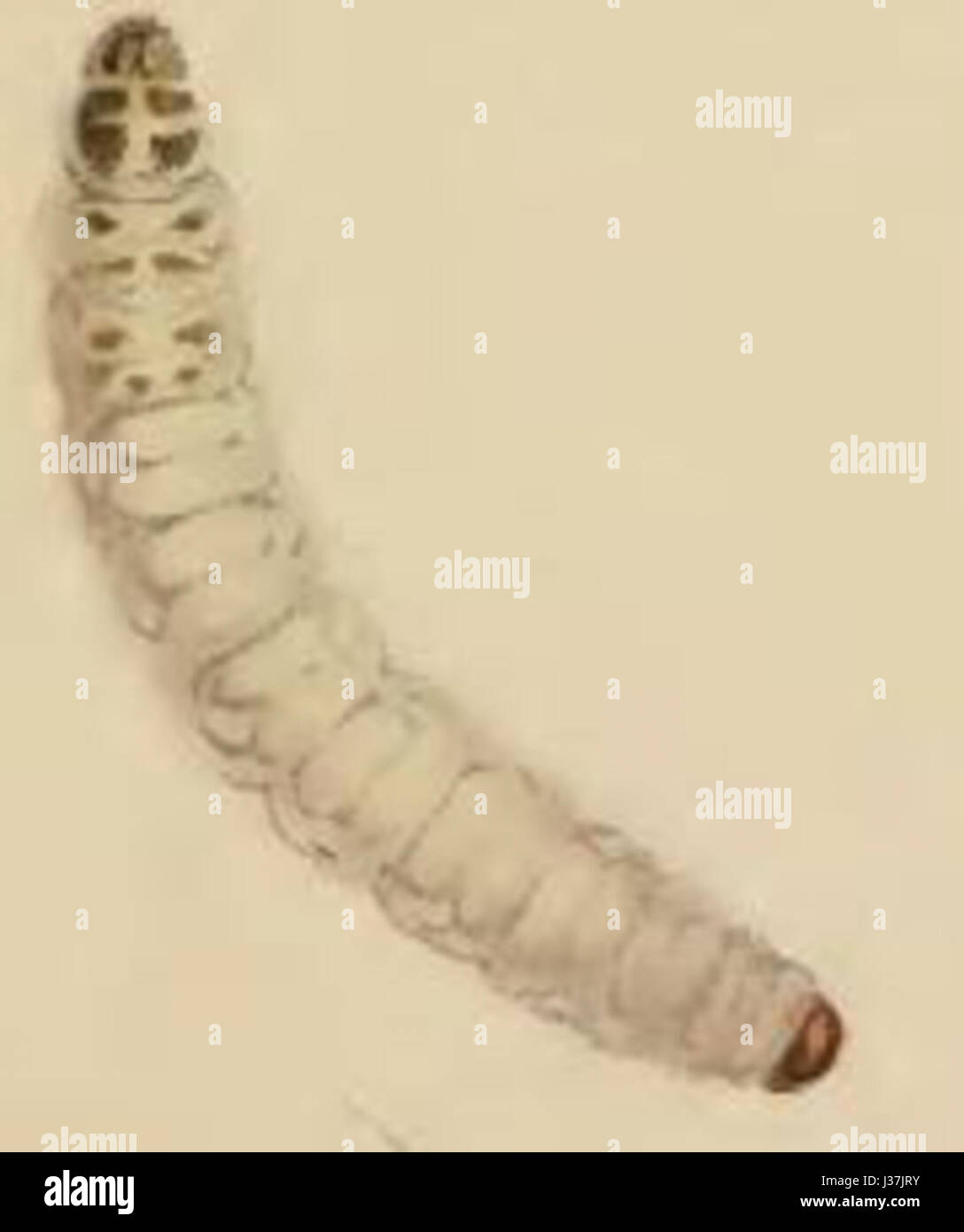 The larva of *Coleophora obscenella* is a species of moth known for its ...
