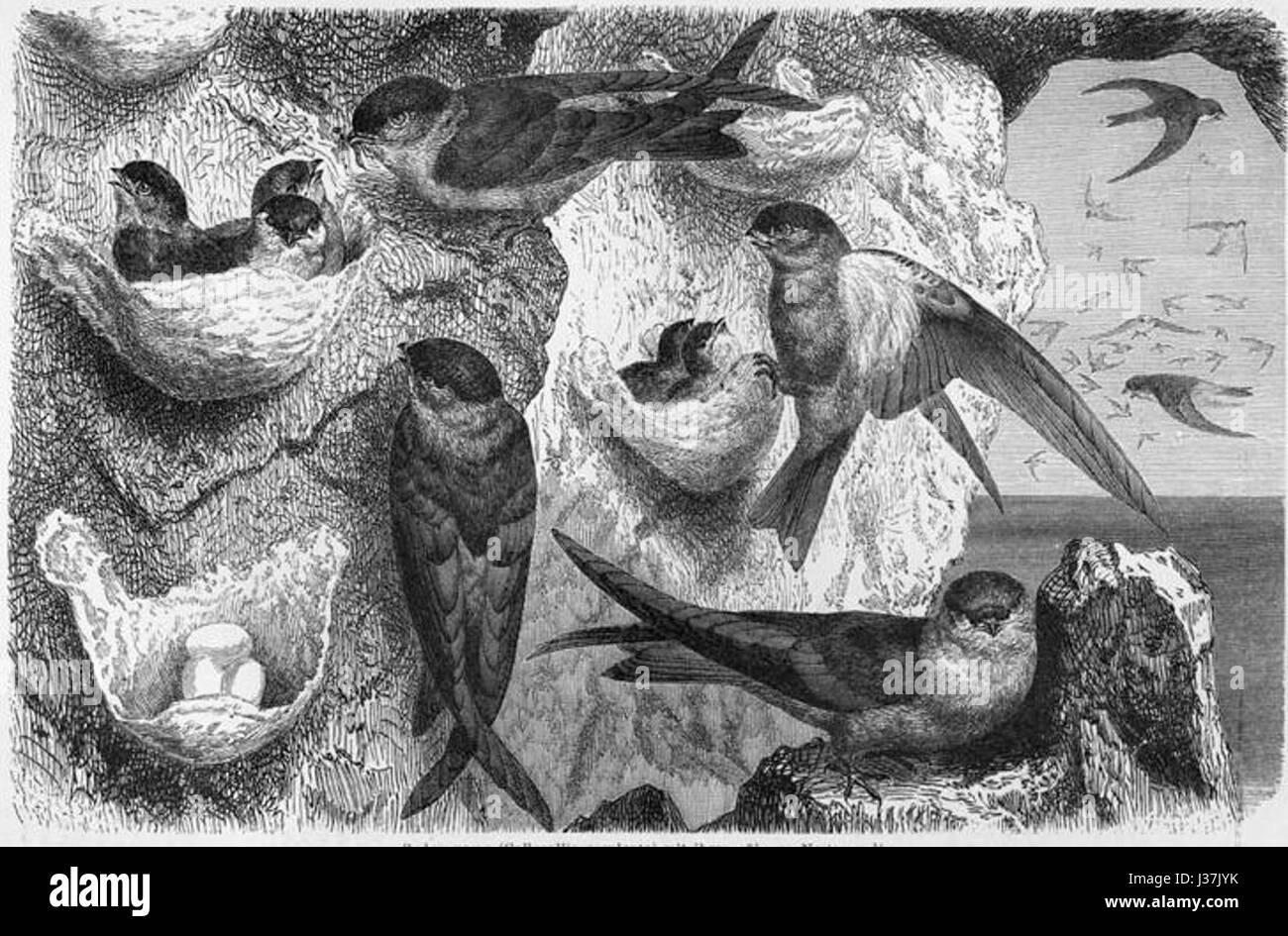 Various eel species hi-res stock photography and images - Alamy