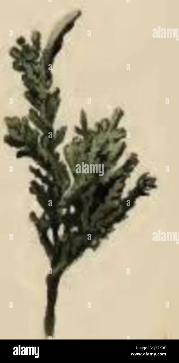 Sprig of heather hi-res stock photography and images - Alamy