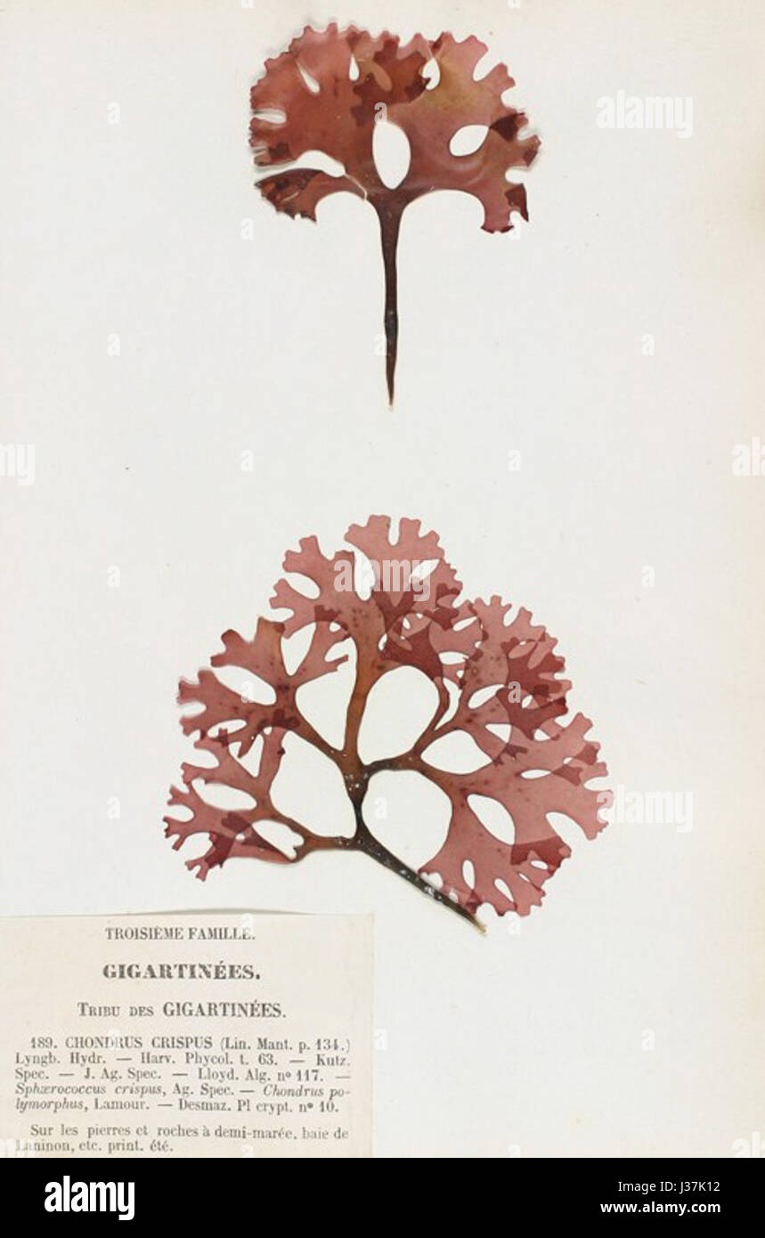 Chondrus crispus, also known as Irish moss, is a species of red algae ...