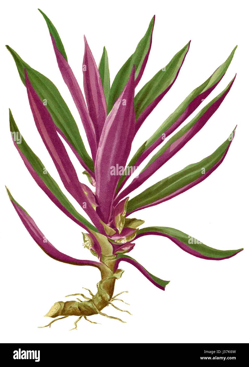 This image shows a specimen of a Commelinaceae species, likely ...