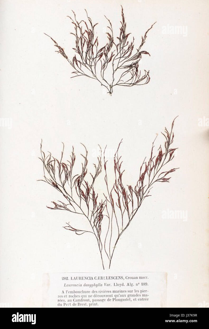 Chondria hi-res stock photography and images - Alamy