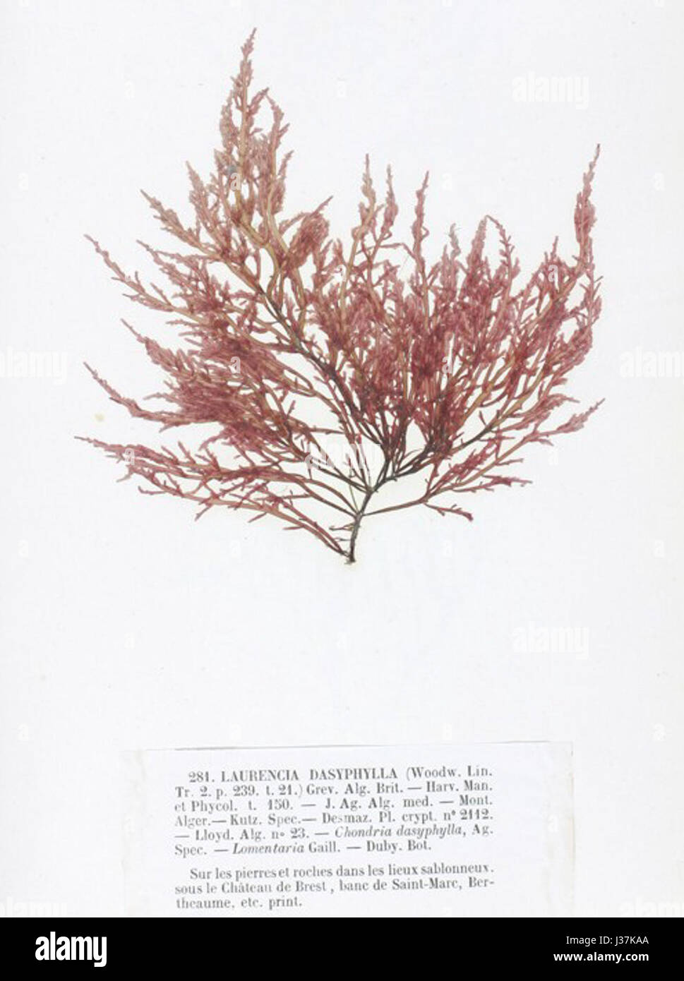 Chondria dasyphylla, a species of red algae, is documented in this ...