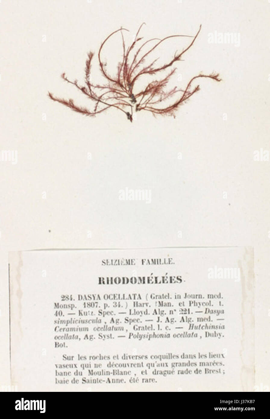 Dasya hi-res stock photography and images - Alamy