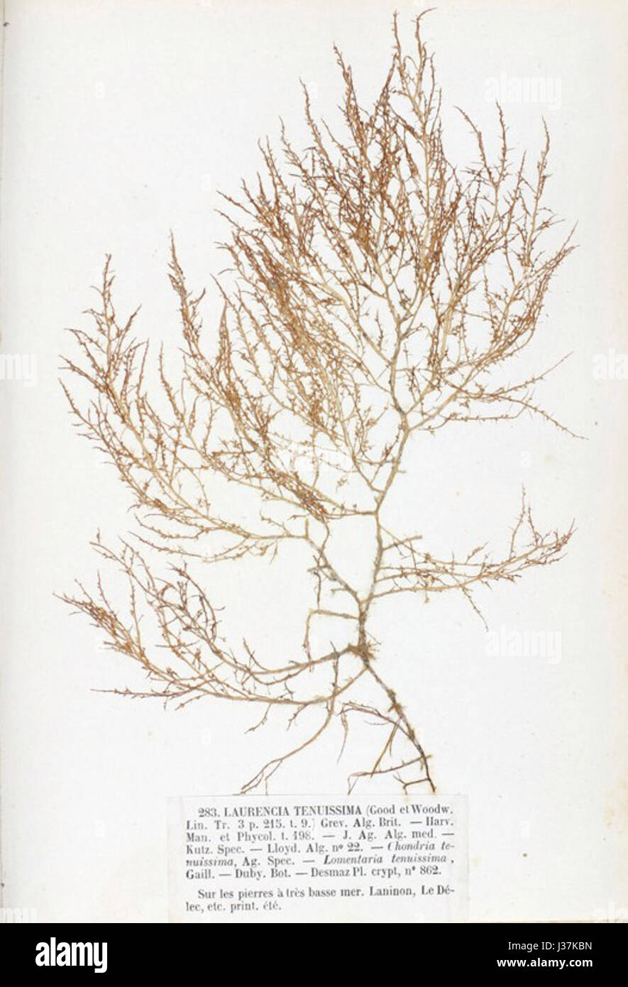Chondria capillaris is a species of red algae first described by Crouan ...