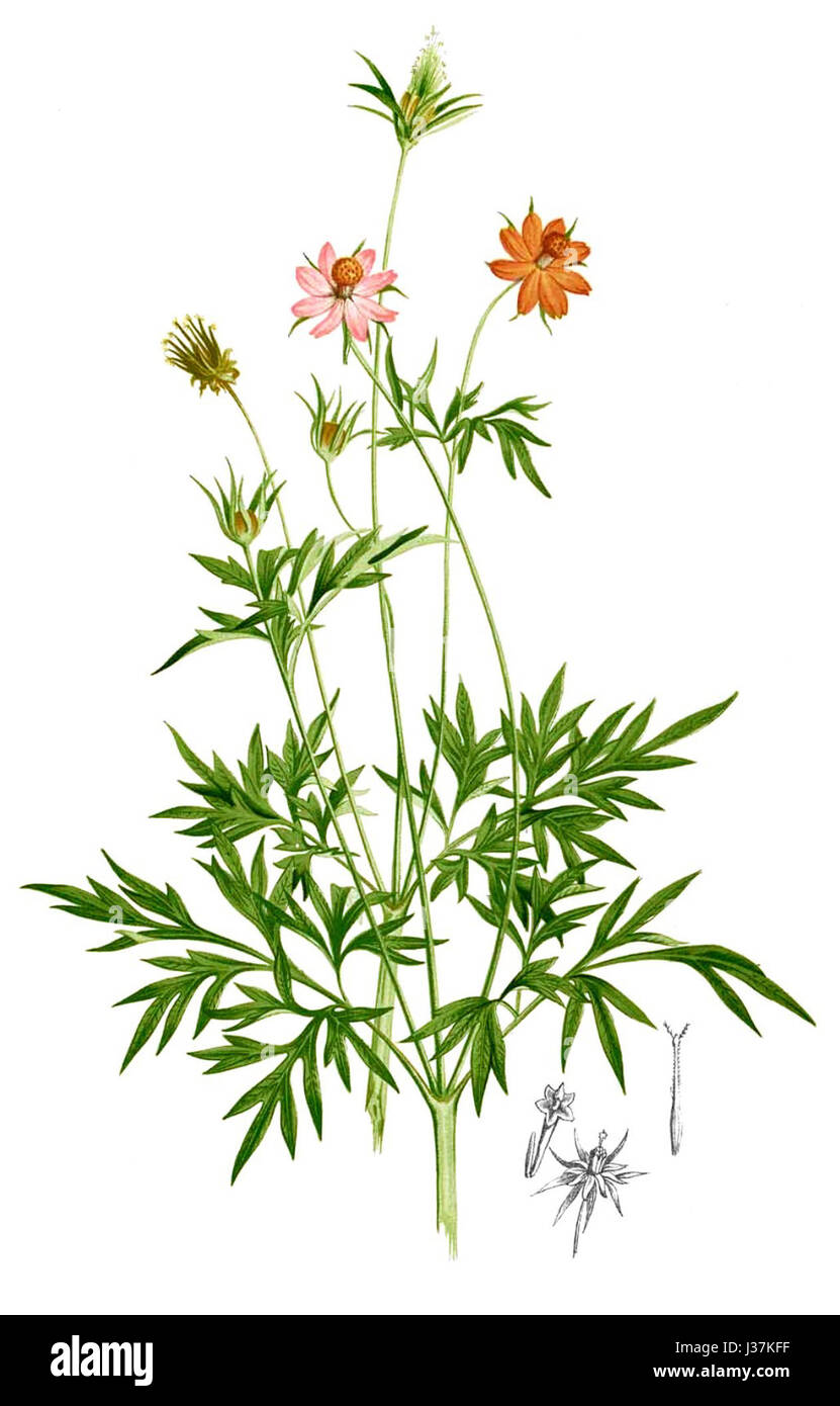 Cosmos growth Cut Out Stock Images & Pictures - Alamy