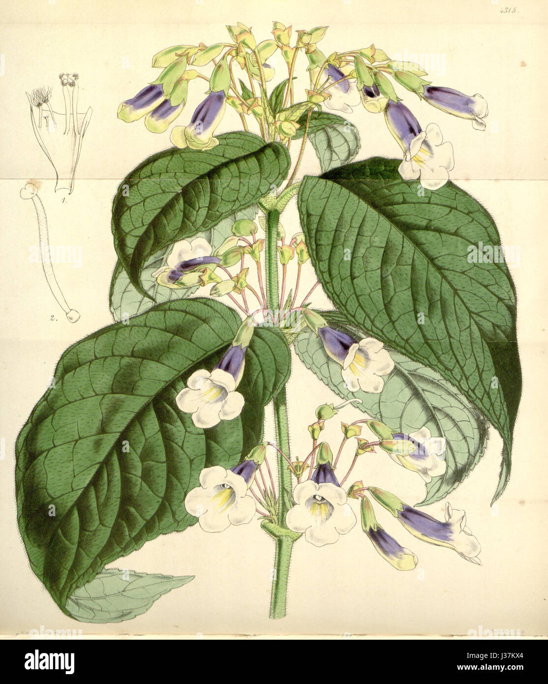 Curtis's Botanical Magazine, Plate 4315 from Volume 73 (1847), is a ...