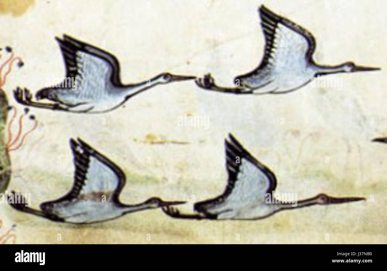 De arte venandi cum avibus6 Stock Photo - Alamy
