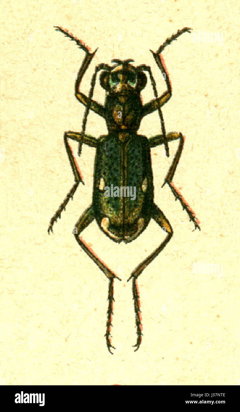 Cylindera germanica, a species of tiger beetle, is native to the Middle ...
