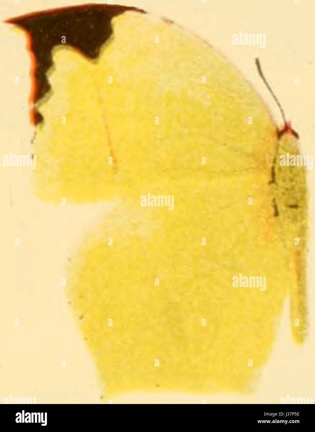 Dercas verhuelli female Stock Photo - Alamy