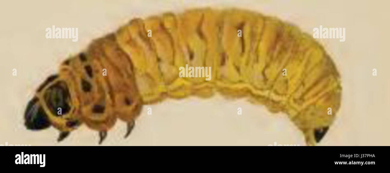 Case moth caterpillar hi-res stock photography and images - Alamy