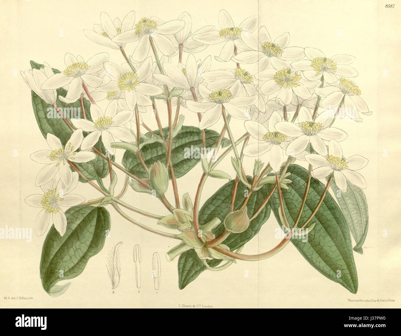 Clematis armandi 140 8587 Stock Photo - Alamy