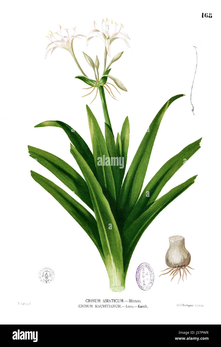 Cataloging plants Cut Out Stock Images & Pictures - Alamy