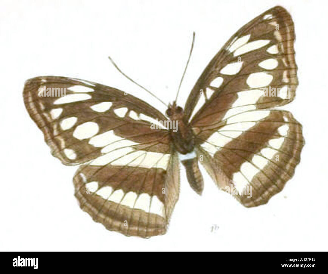 Condochates Opalina, identified as a species in the Opalina genus, is a ...