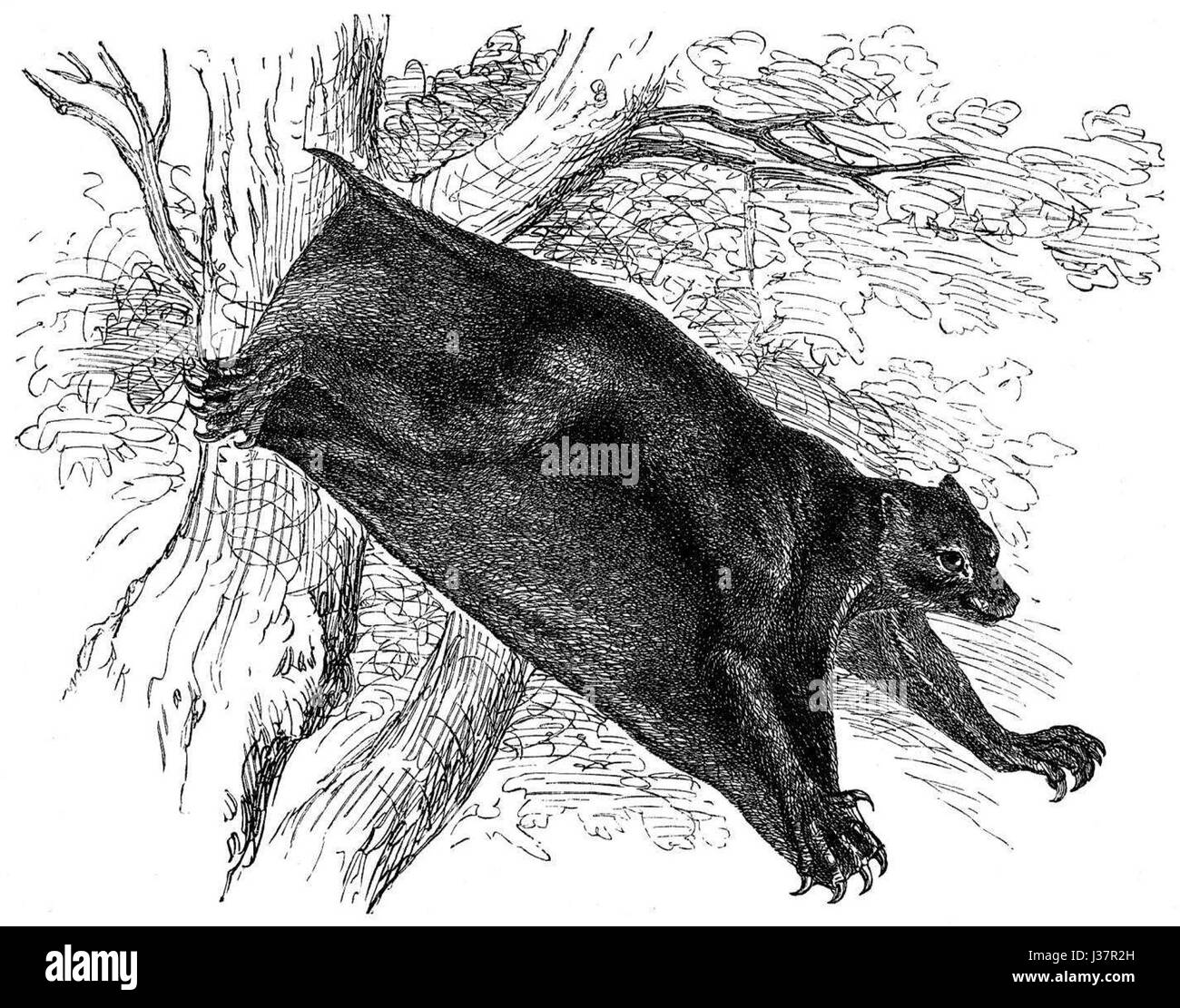 Cynocephalus volans hi-res stock photography and images - Alamy