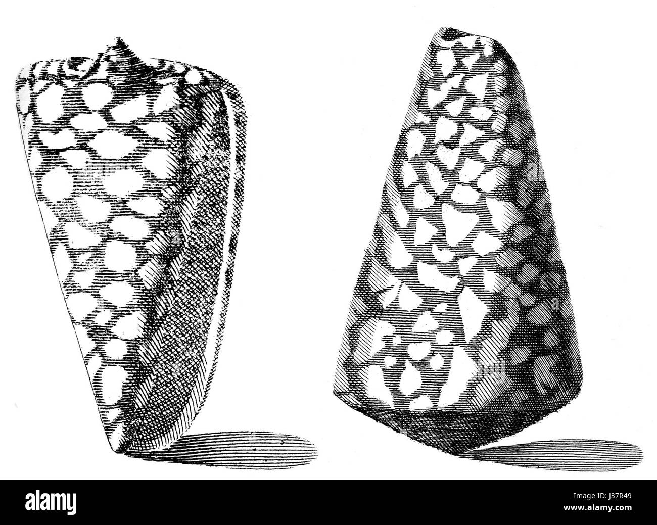 Shell marbled cone snail conus hi-res stock photography and images - Alamy