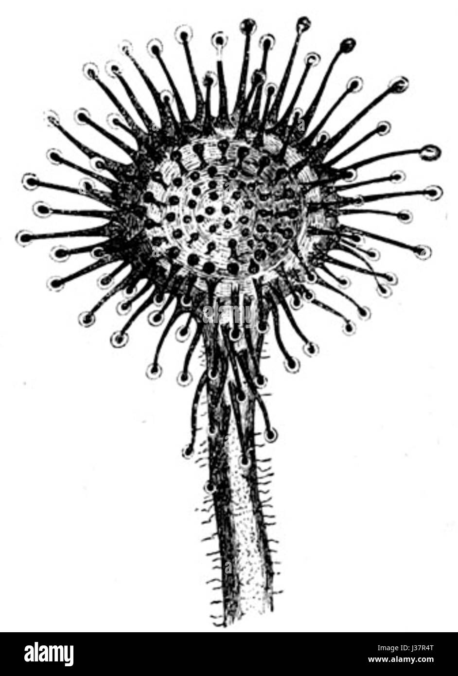 Drosera drawing hi-res stock photography and images - Alamy